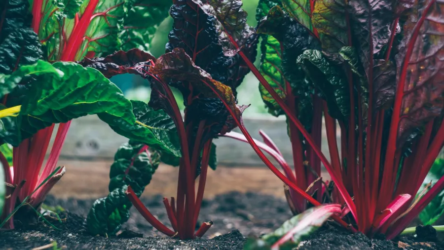 Gov’t awards $40m to 12 projects to accelerate food innovation ...