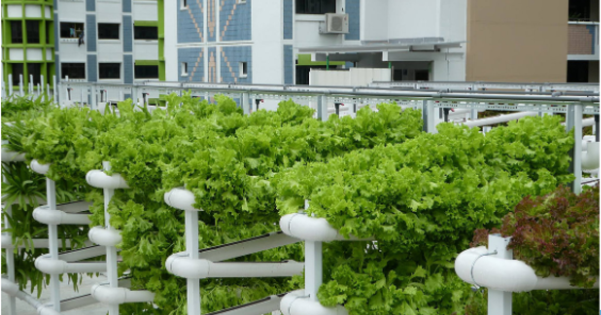 Singapore to develop 18ha agri-tech innovation park | Singapore ...