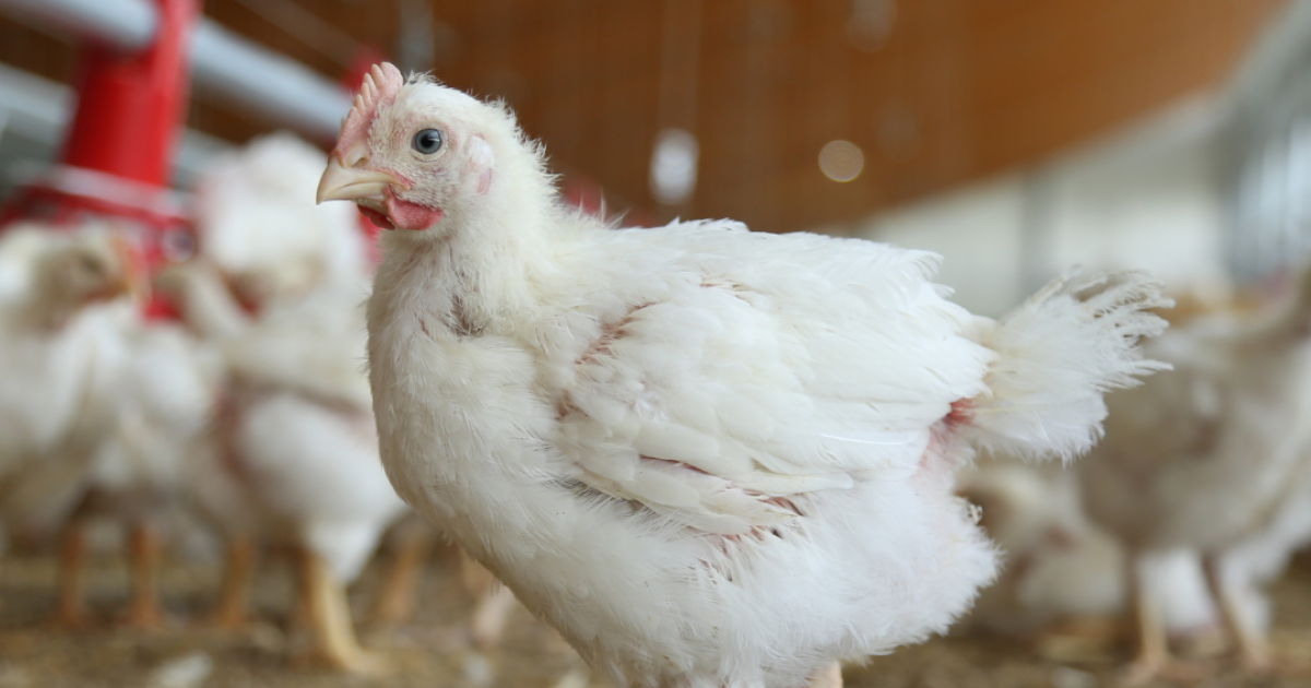 Domino’s signs Better Chicken Commitment | QSR Media Australia