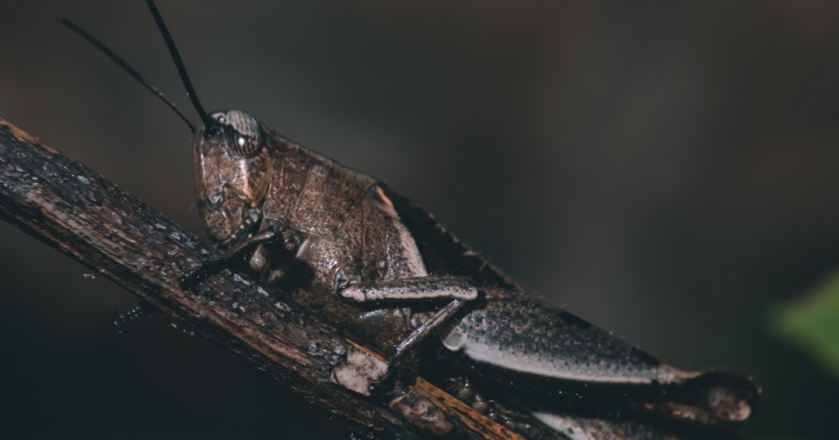 How insects could help feed 10 billion people by 2050 | Singapore ...