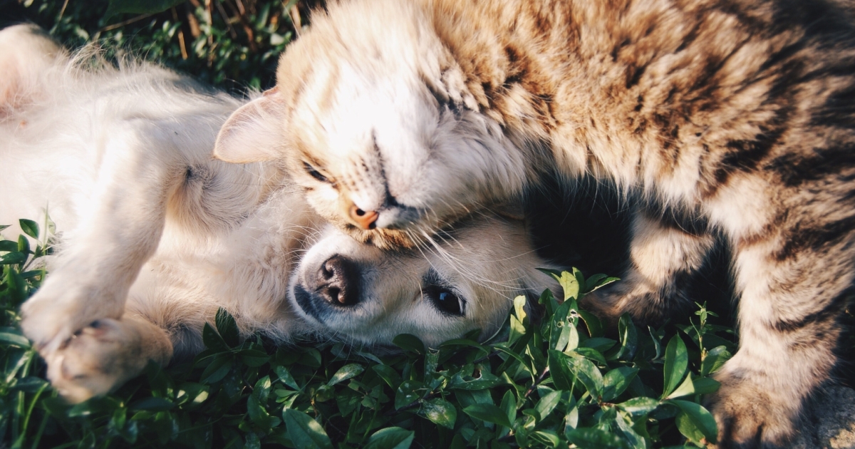 livi bank, FWD General Insurance announces pet care insurance