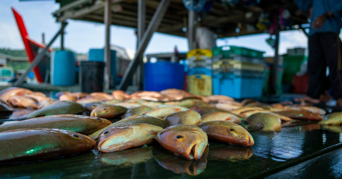 HK prohibits import of seafood products from 10 Japanese cities | Hong ...