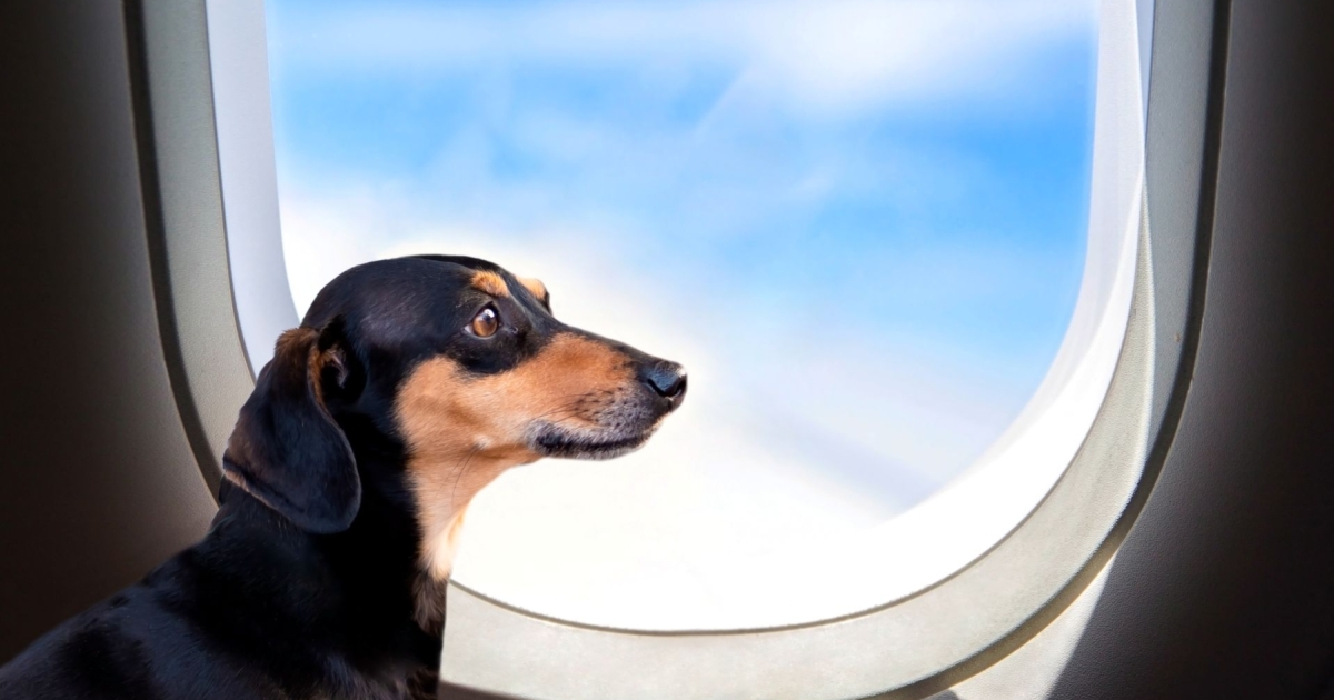 Prudential adds pet protection to travel insurance suite | Insurance Asia