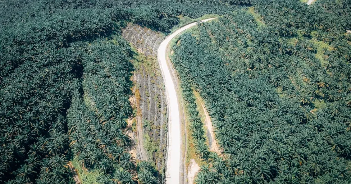 Wilmar Subsidiaries post $984m security deposit amidst Indonesia legal ...