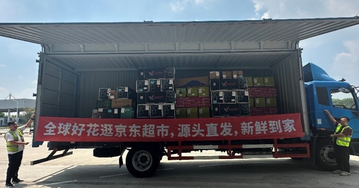 JD.com expands Ecuadorian rose imports to strengthen supply chain ...